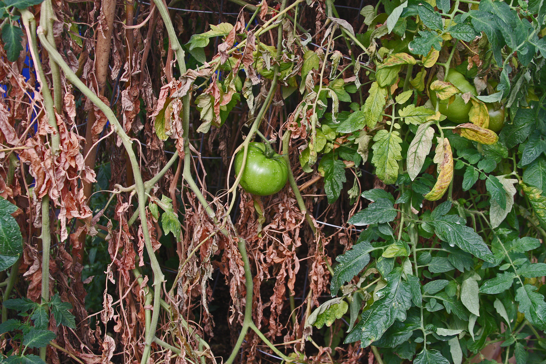 PLANTanswers Plant Answers Root knot Nematodes In Gardens